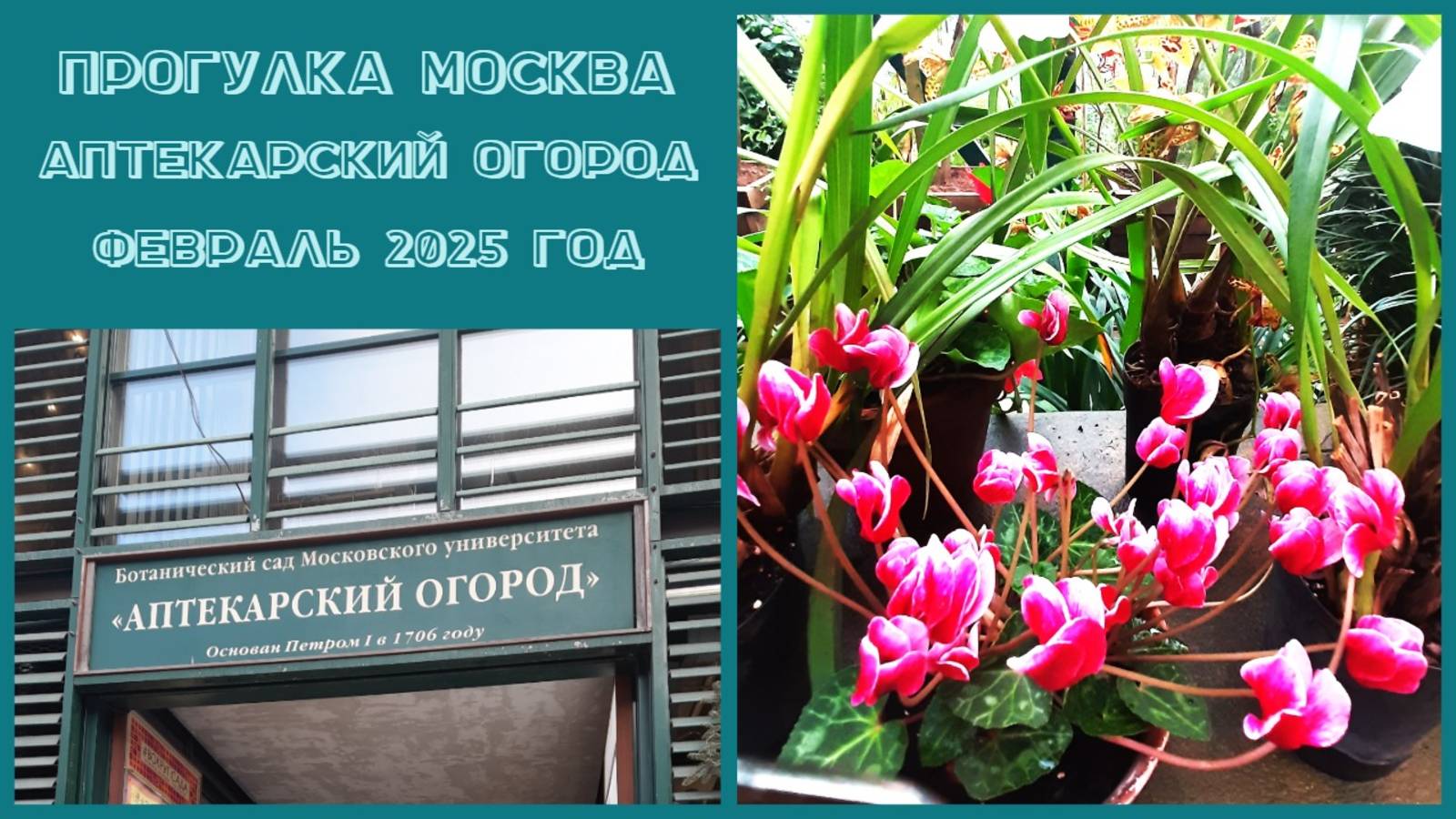 Прогулка. Москва. Аптекарский огород. Февраль 2025 год.