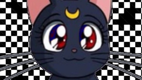 день кошки и шиншиллы