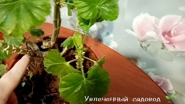 Обрезка пеларгонии для пышного цветения в летний сезон.