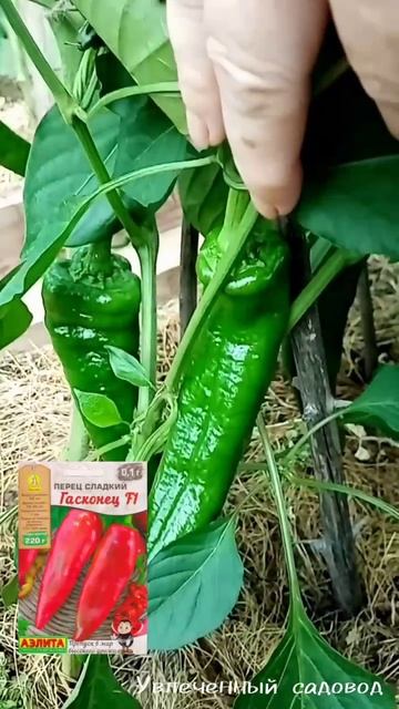 Лучшие сорта перца, успевающие вызревать даже в условиях Сибири.