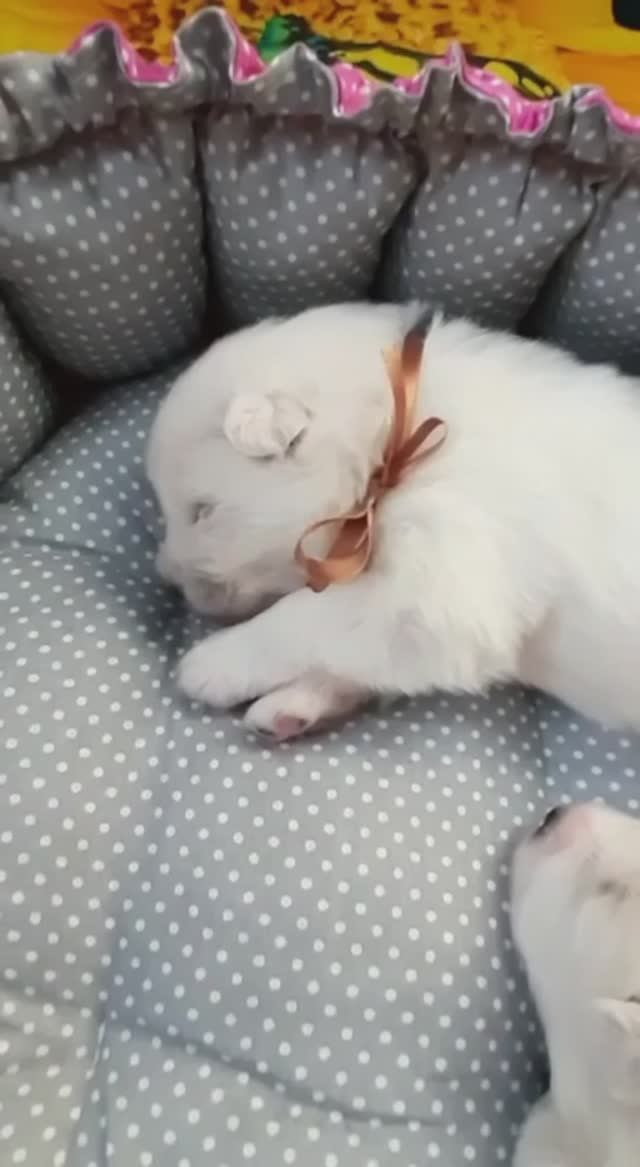 Самоеды в лукошке