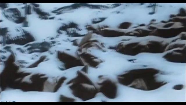 Не зовите меня в Бундестаг! (Константин Фролов-Крымский)