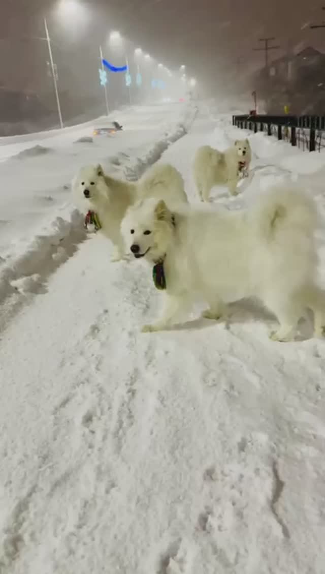 Снегопад и самоеды