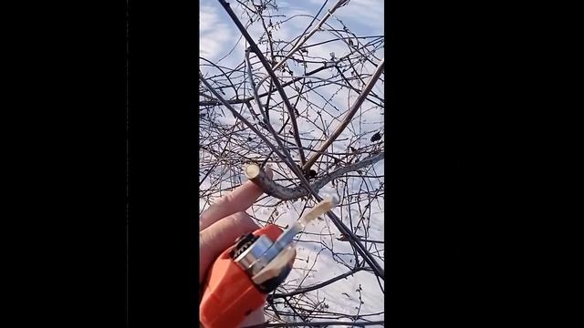 Акамуляторный секатор