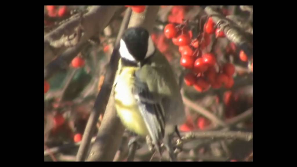 синичка поёт.