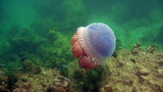 Андаманское море. Медузы.