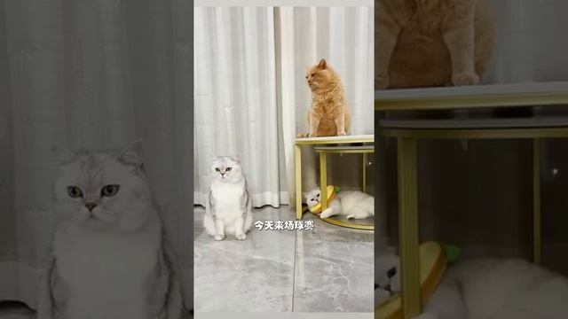 Весёлые проделки кошек и собак – Эпизод 12