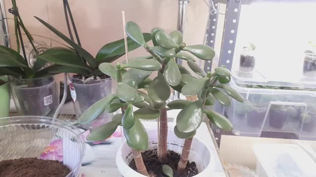 ТОЛСТЯНКА! ОБРЕЗКА и ПЕРЕСАДКА молодого растения!