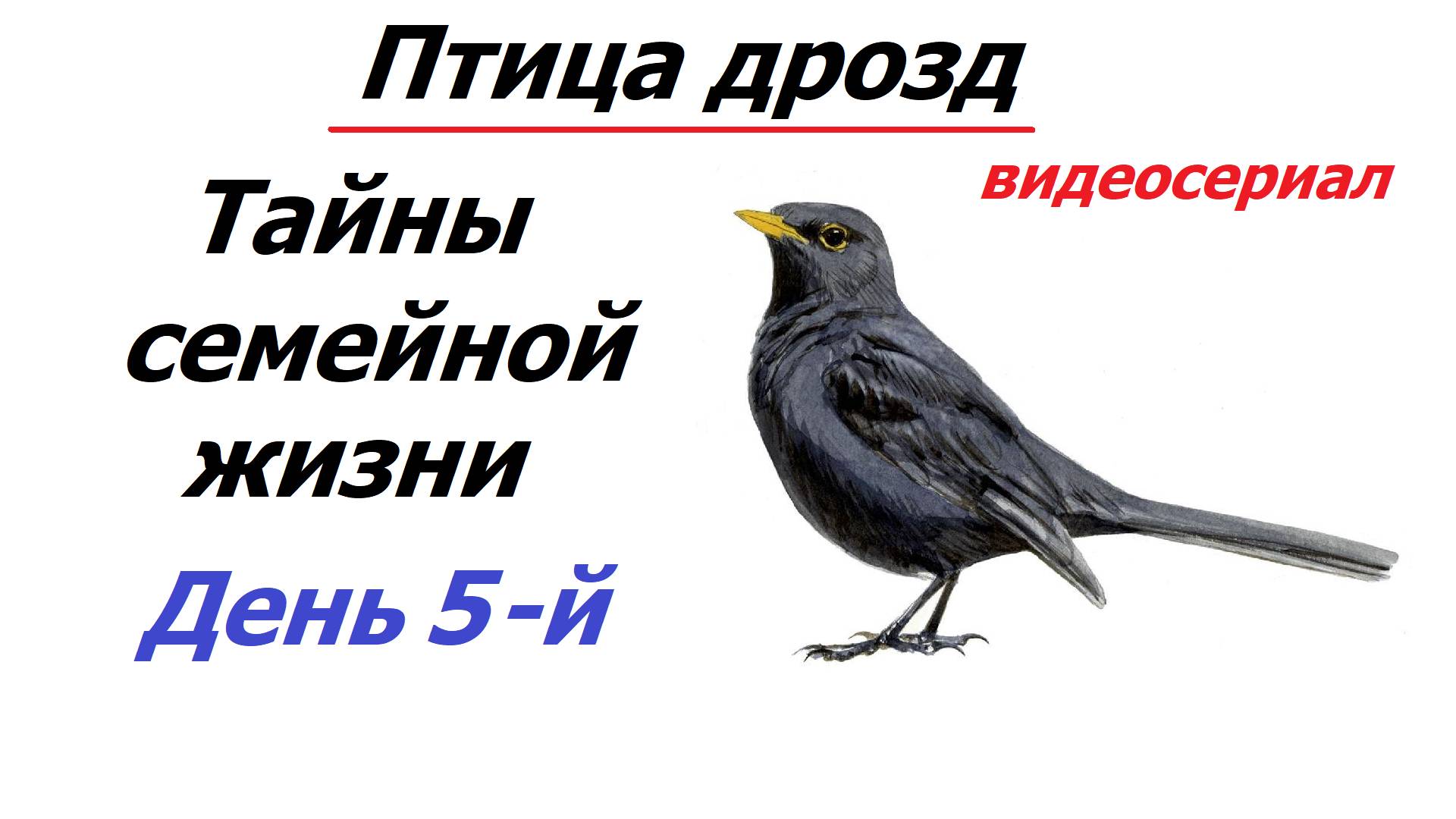 История одной птичьей семьи. День 5-й. Сериал