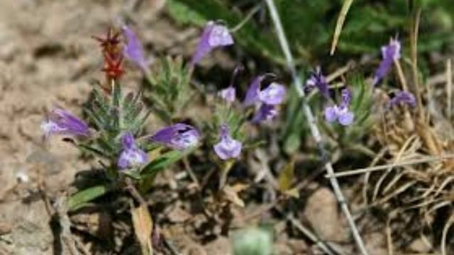 О целебной силе золототысячника