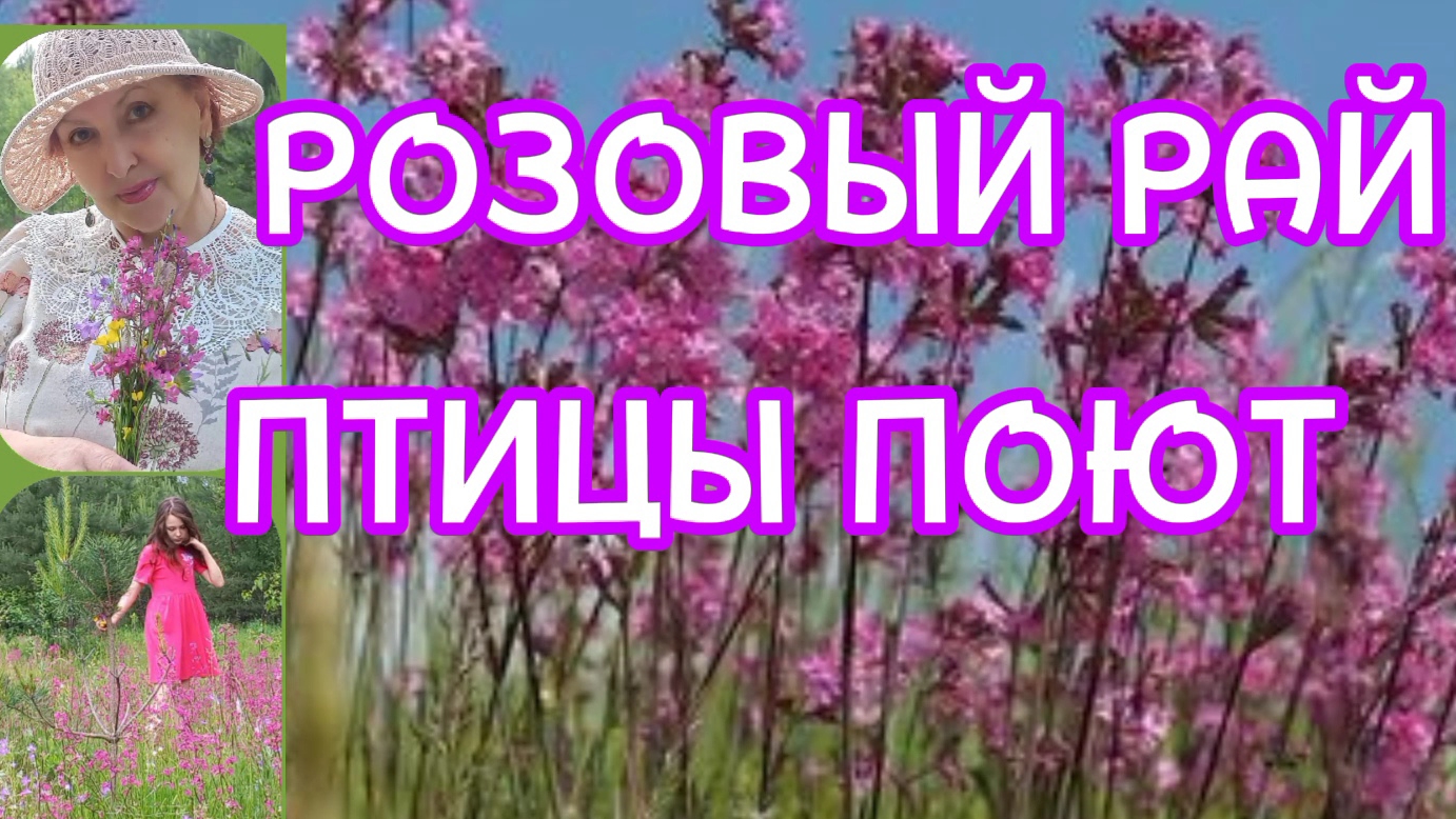 Птичий переполох в Розовом Раю. Прилетела Сорока ворона...