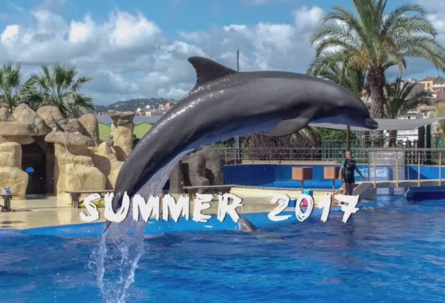 Дельфины Marineland, лето 2017