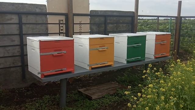 Пчелы после дождя.