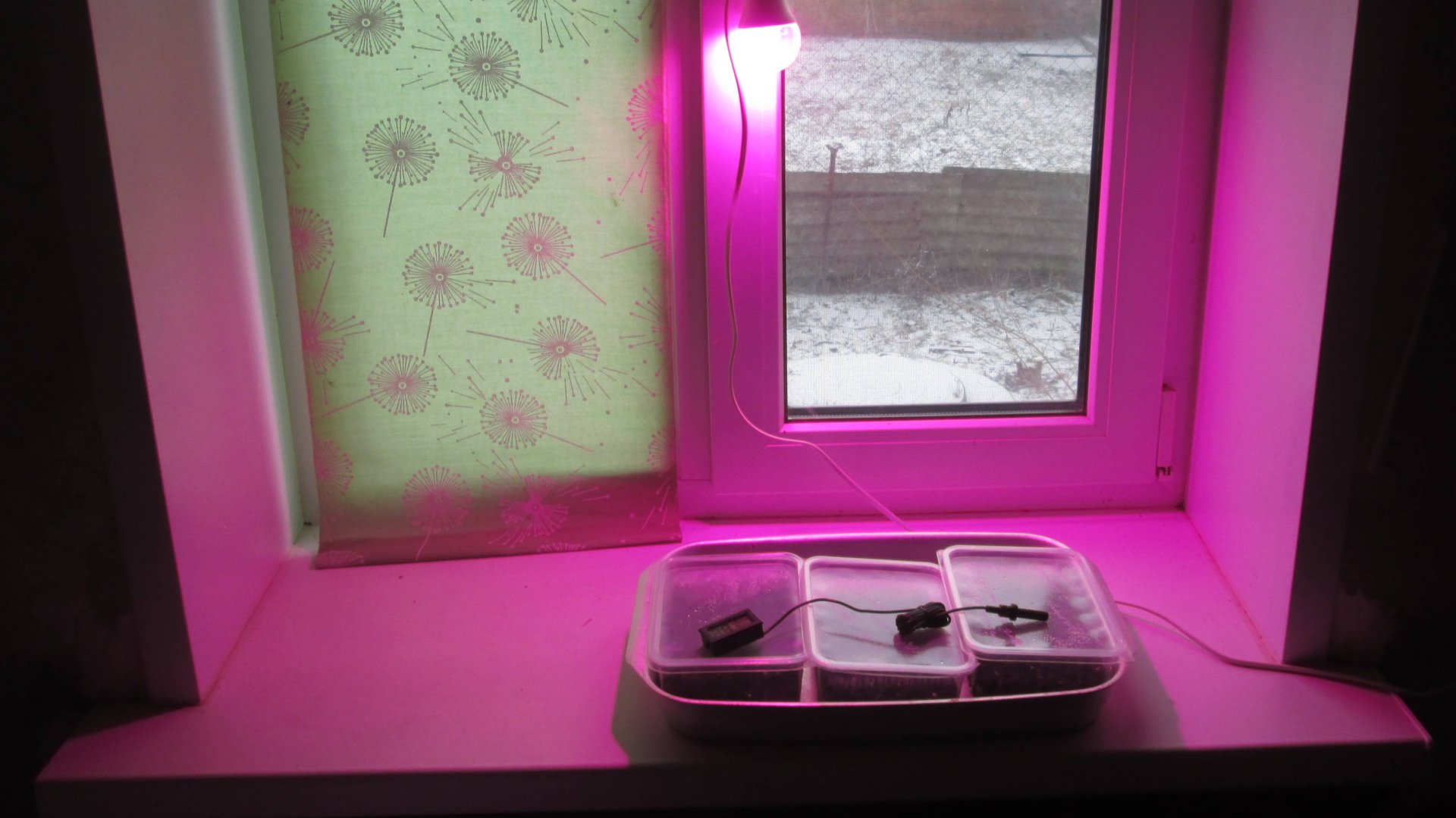 Посев перца