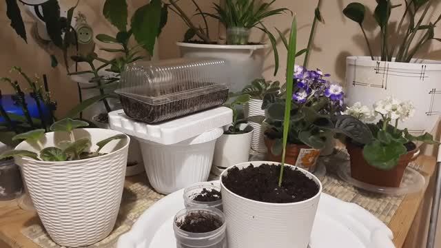 Как вырастить финиковую пальму из косточки! Всходы! Как ухаживать!