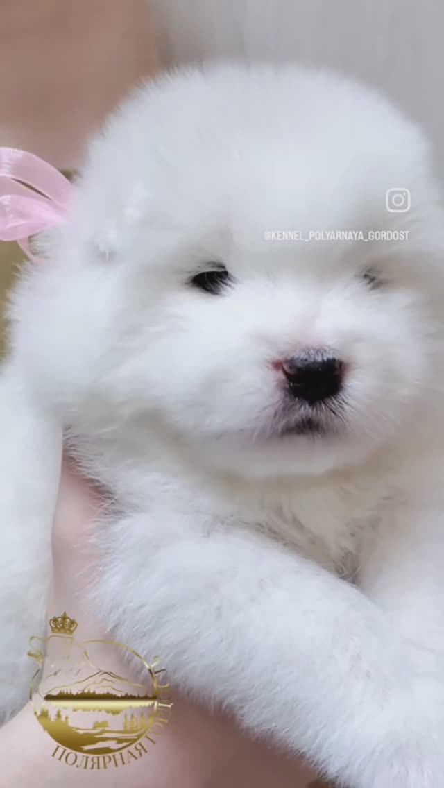 Розовая лента. Питомник "Полярная Гордость".