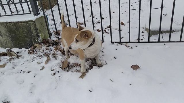 🐶#Забавные_животные_😂_#собаки_ 🐕_#видео #Фафик