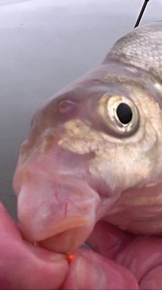 ЛЕЩИК НА "ВЕДЬМУ".