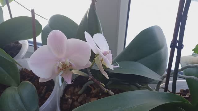 Мой сад на подоконнике