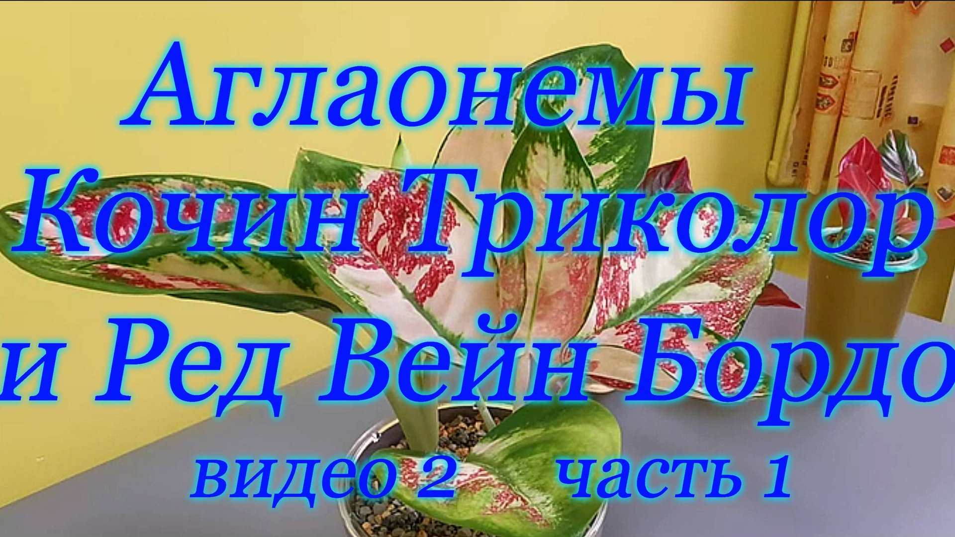 Аглаонемы Кочин триколор и Ред Вейн Бордо видео 2 часть 1