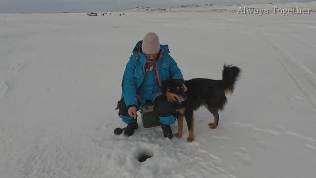 Зимняя рыбалка. Соревнования  и море удовольствия! Супер клев окуня, щуки и плотвы!