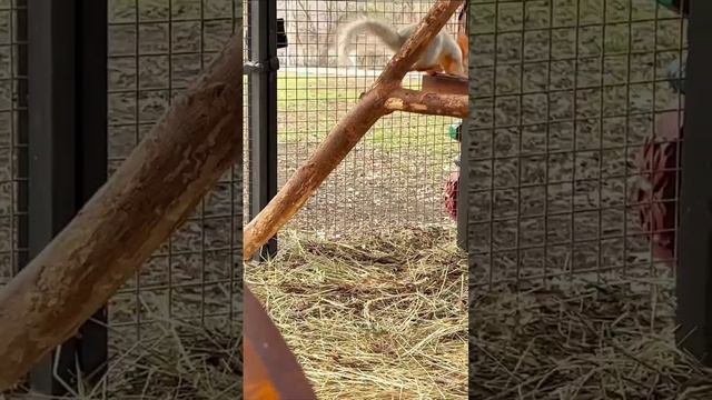 ⚡️Рубрика #Красная_Книга📕 🔺Знакомьтесь – Обыкновенная белка.