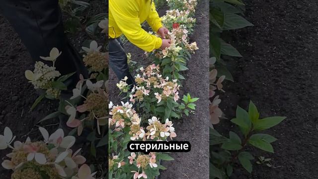 Сорт, не теряющий популярность на протяжении последних нескольких лет - Пастел Грин