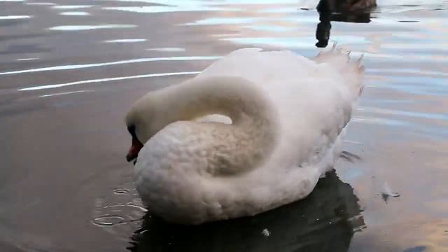 13. ЛЕБЕДЬ, Фрагмент из сюиты "Карнавал животных" (К.Сен-Санс).