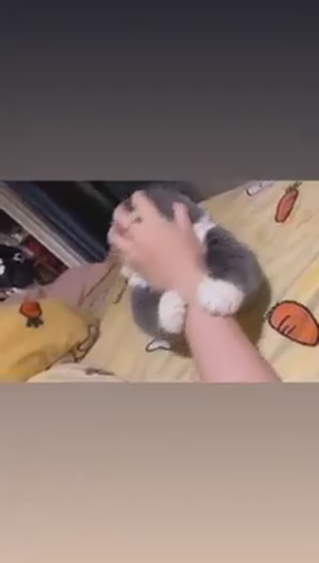 Весёлые проделки кошек и собак – Эпизод 15