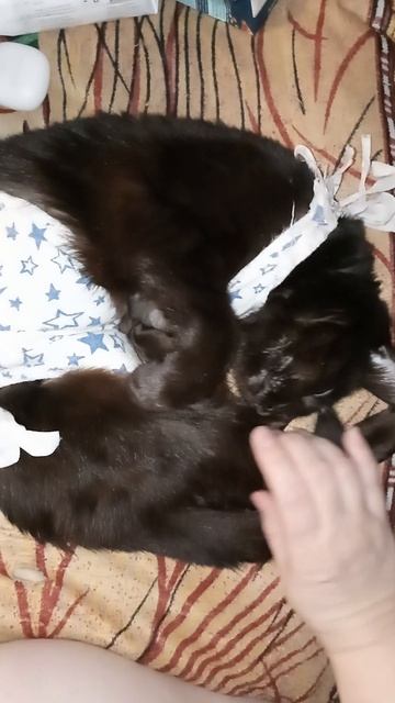 17.02.25- моя ляпусьная любимая кошечка 🐱 девочка ❤️ VID20250217220739