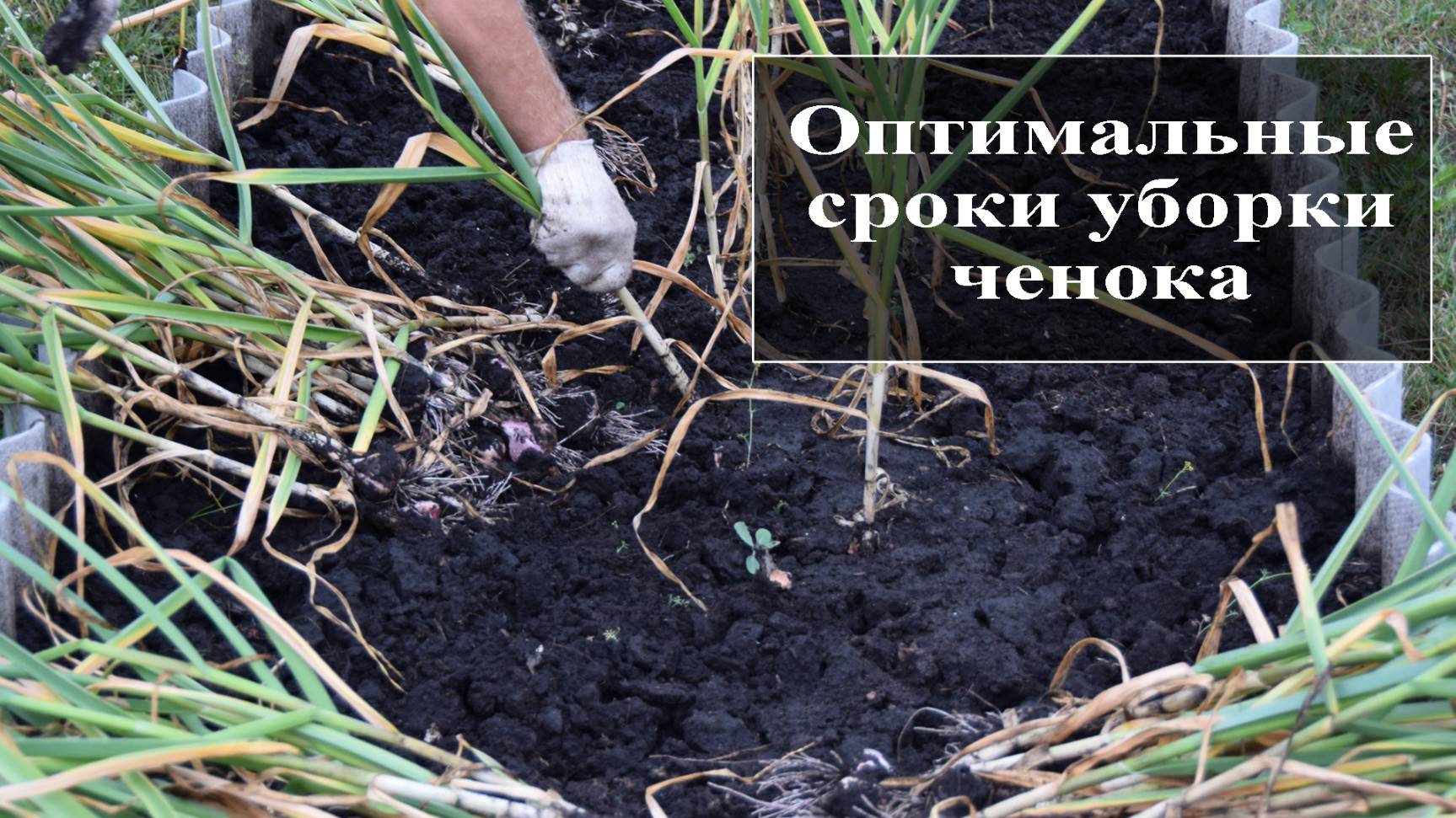 Узнайте когда убирать чеснок