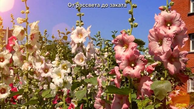 Затулиночка / Авторская песня / Ирина Брагина