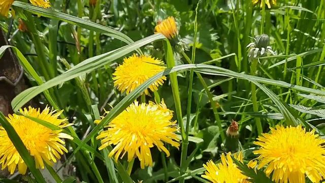 пчелка и одуванчики