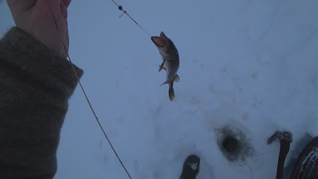 Рыбалка на таежном озере / жерлицы / налимчик, щучка, плотва, окушок.