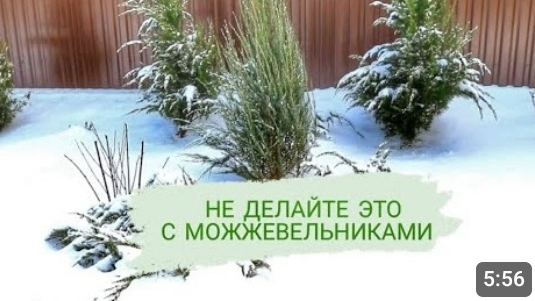 НЕ ДЕЛАЙТЕ ЭТО С МОЖЖЕВЕЛЬНИКАМИ. 30.11.2023г.