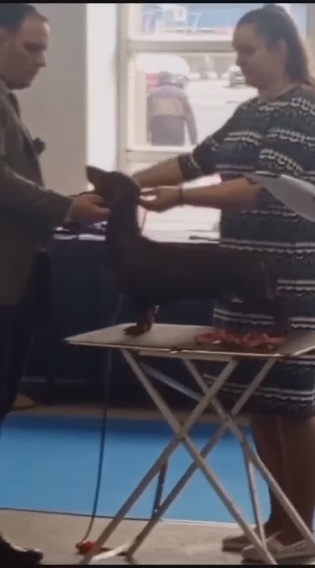 такса CHRISTIAN DIOR IZ STRANI GREZ