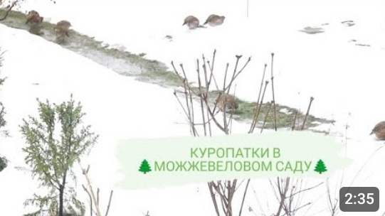 КУРОПАТКИ ПРИЛЕТЕЛИ В 🌲МОЖЖЕВЕЛОВЫЙ САД🌲. 18.12.2023г.