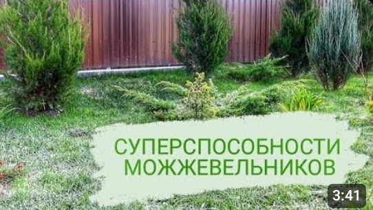 МОЖЖЕВЕЛЬНИКИ И ИХ СУПЕРСПОСОБНОСТИ. 19.11.2023г.