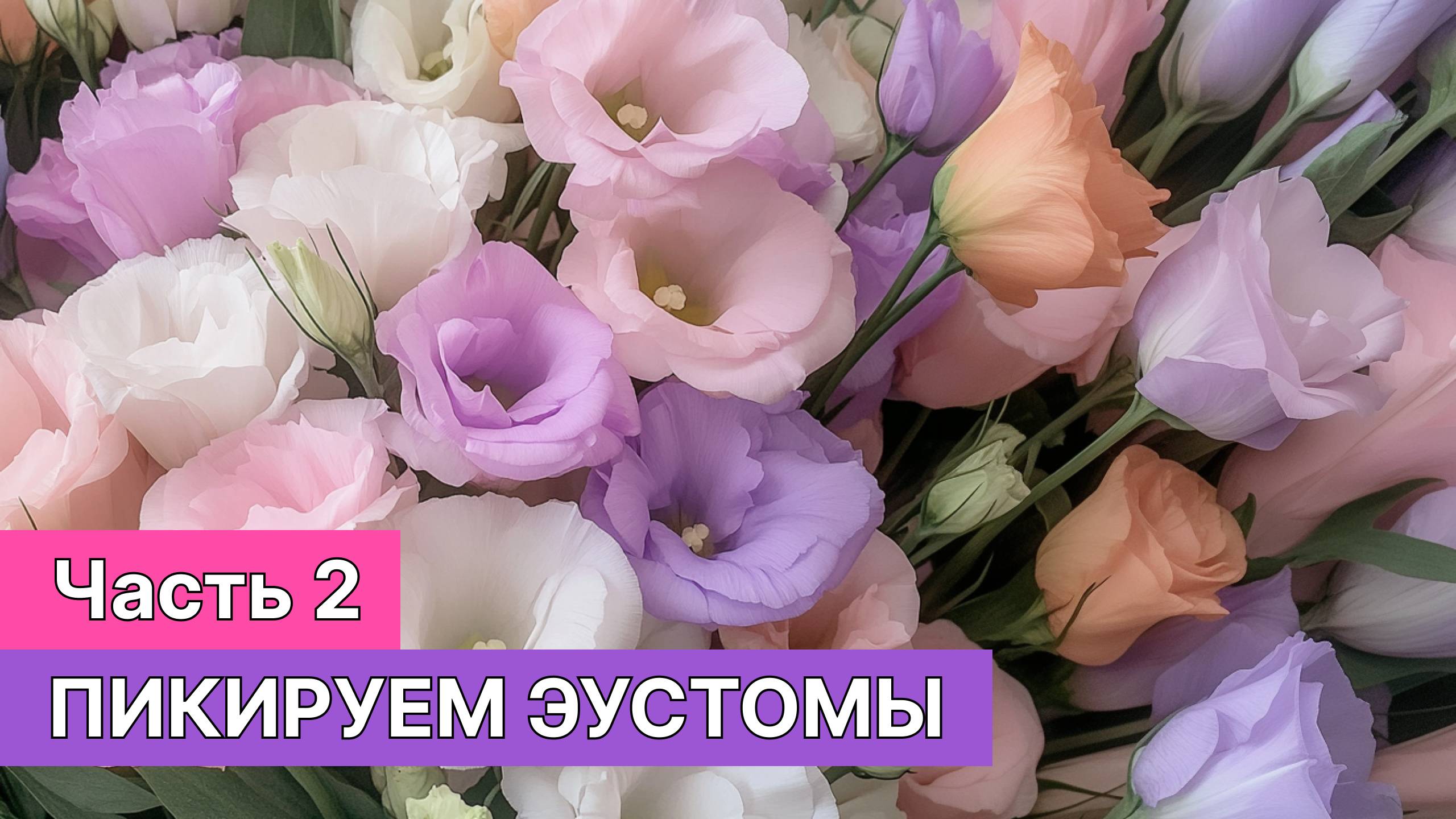 Пикируем эустомы