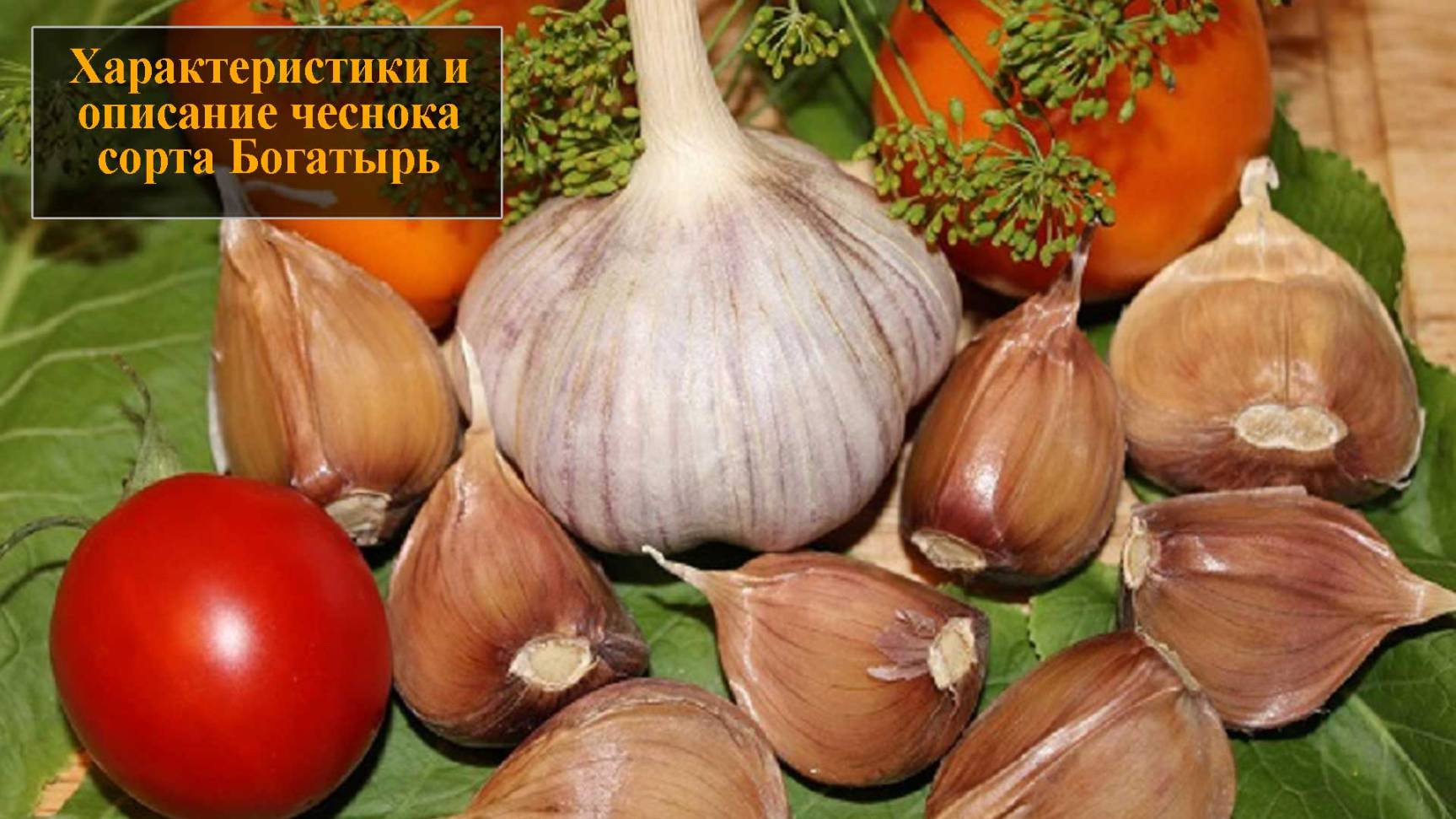 Характеристики и описание чеснока сорта Богатырь