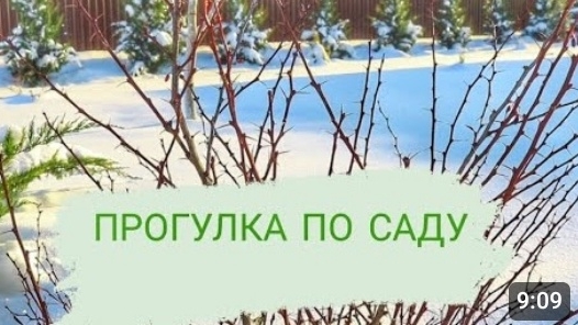 ПРОГУЛКА ПО 🌲МОЖЖЕВЕЛОВОМУ САДУ🌲 4.12.2023г.