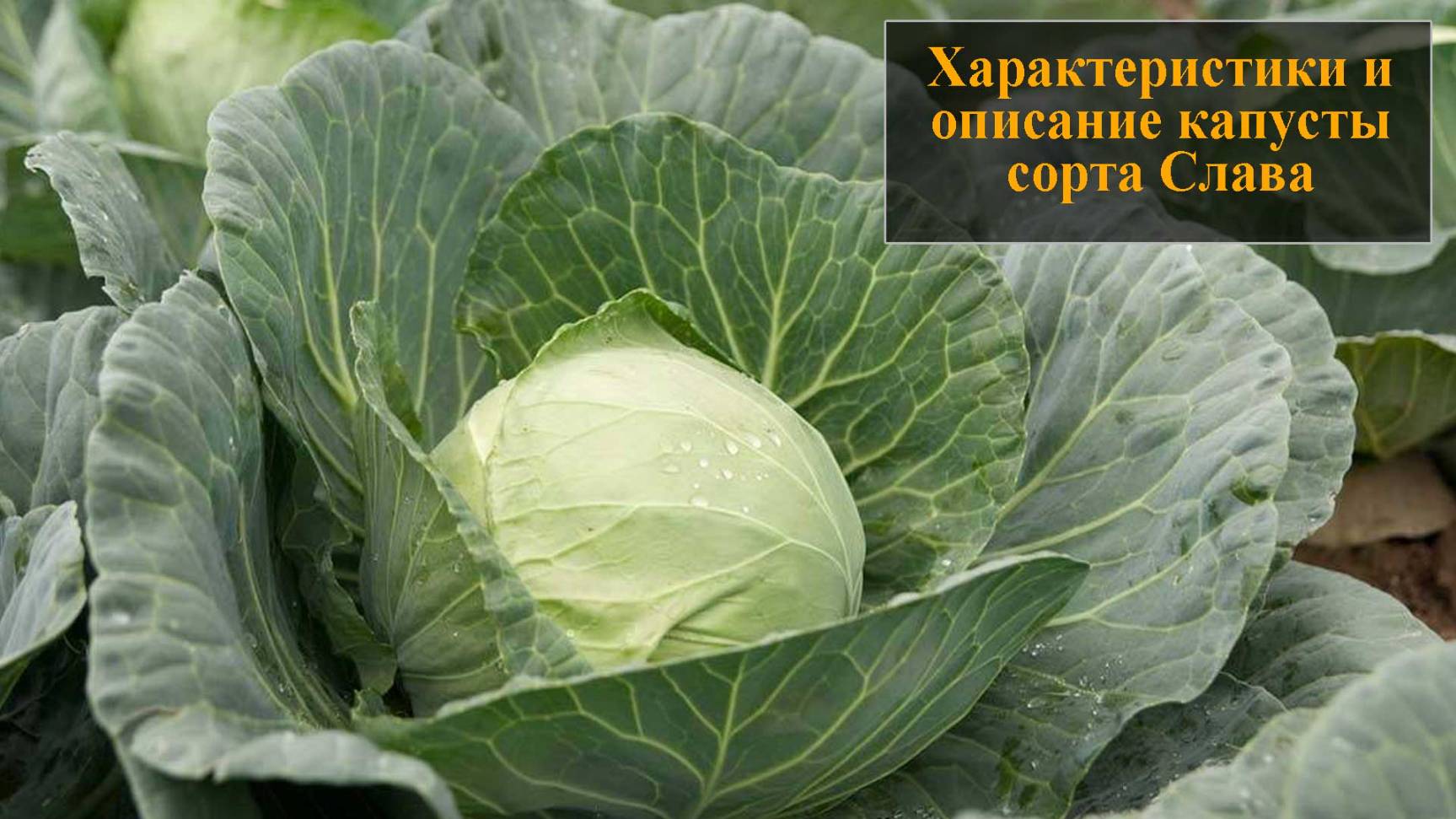 Характеристики и описание капусты сорта Слава