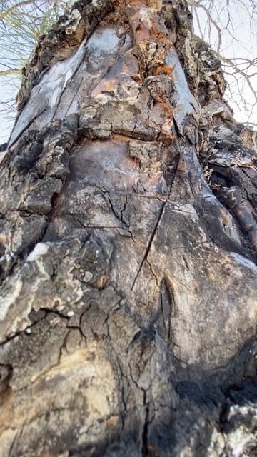 Старая береза в лесу / Зима