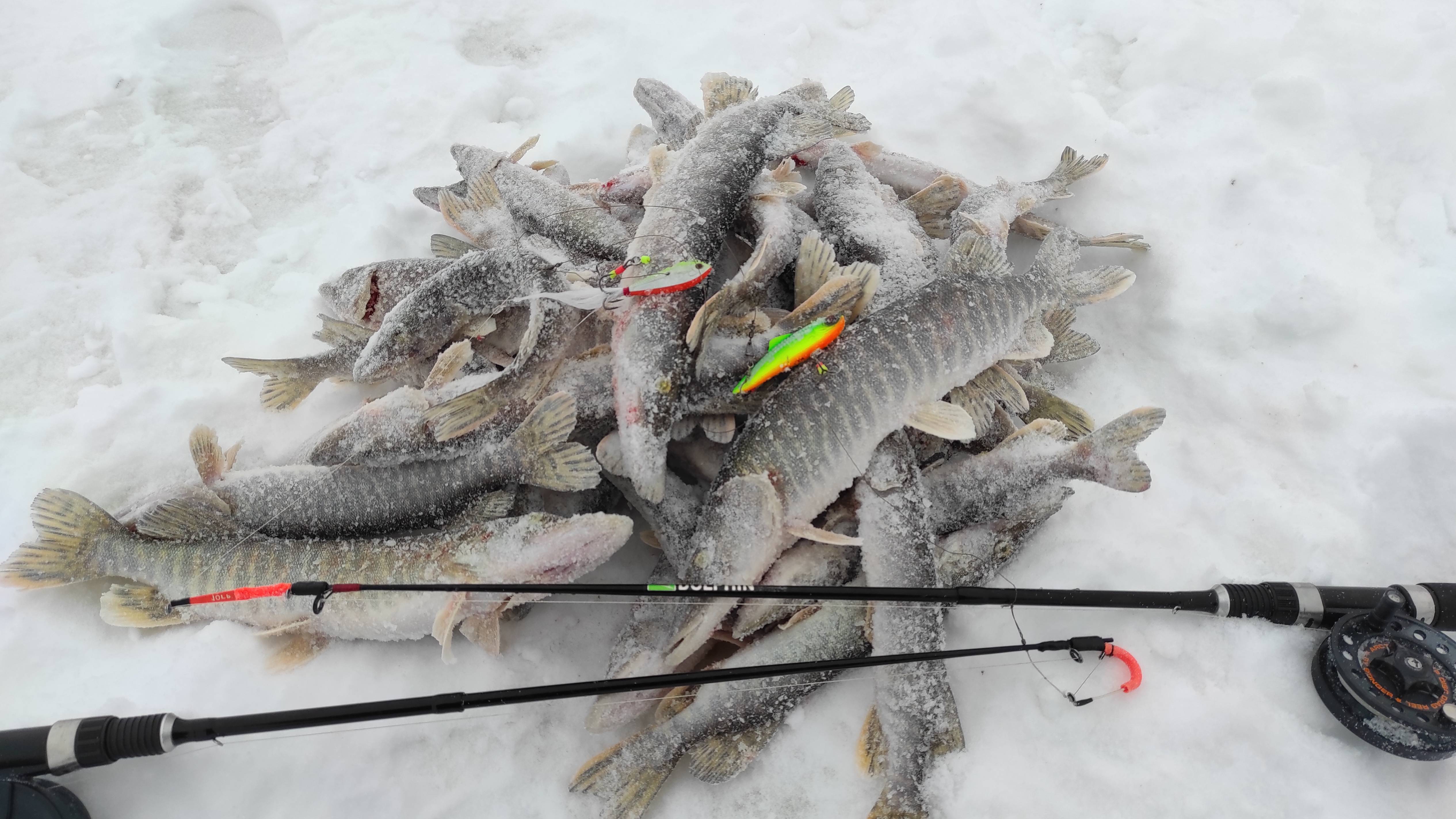 ЛОВЛЯ ЩУРОГАЯ на бокоплав и ратлины.