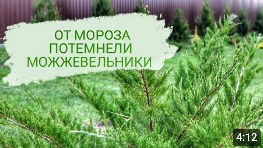 КАКИЕ МОЖЖЕВЕЛЬНИКИ ТЕМНЕЮТ ОТ МОРОЗА. 20.11.2023г.