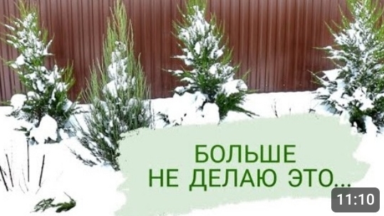 БОЛЬШЕ НЕ ЧИЩУ МОЖЖЕВЕЛЬНИКИ ОТ СНЕГА. 11.12.2023г.