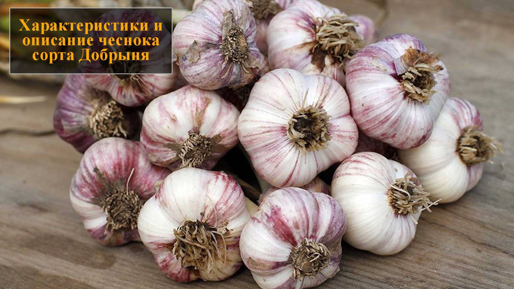 Характеристики и описание чеснока сорта Добрыня