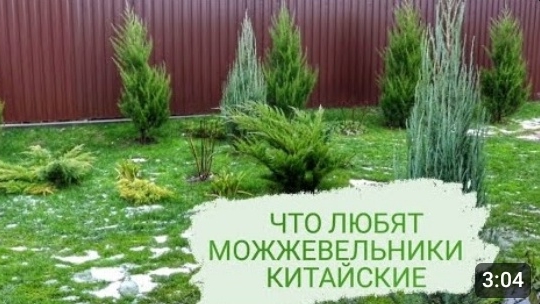 ЧТО ЛЮБЯТ МОЖЖЕВЕЛЬНИКИ КИТАЙСКИЕ