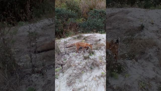 РЫЖАЯ-БЕССТЫЖАЯ. ЛИСА НА КАЛИНИНГРАДСКОМ ПЛЯЖЕ