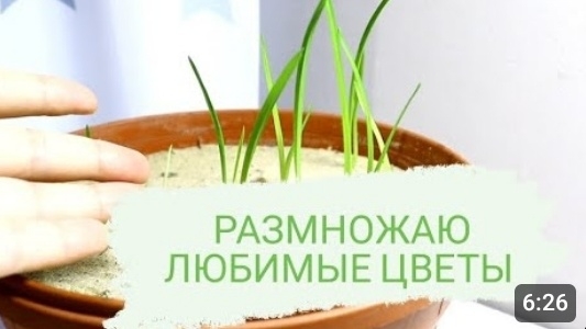РАЗМНОЖАЮ ЛЮБИМЫЕ ЦВЕТЫ. 7.12.2023г.